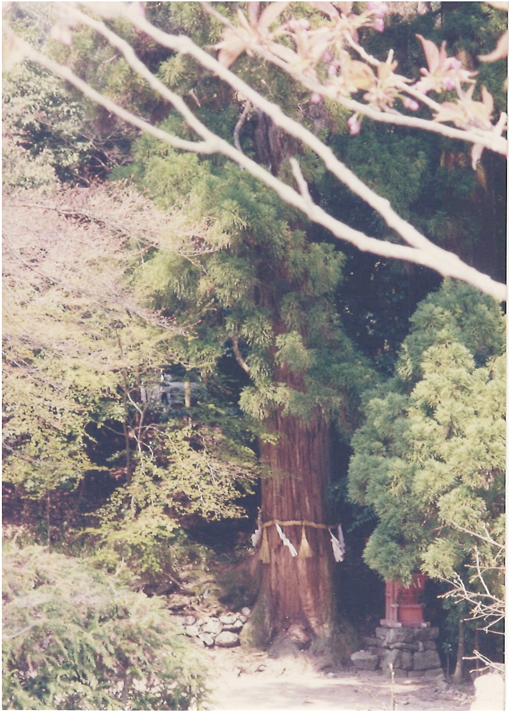 Shinto Sacred Sites: Musings on Natural Beauty and Power – Radiant Refuge