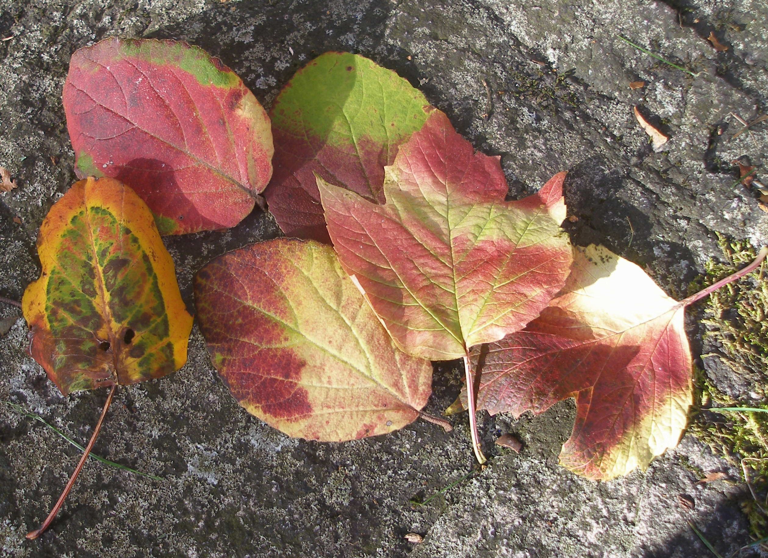 Fall Leaf Patterns – Radiant Refuge