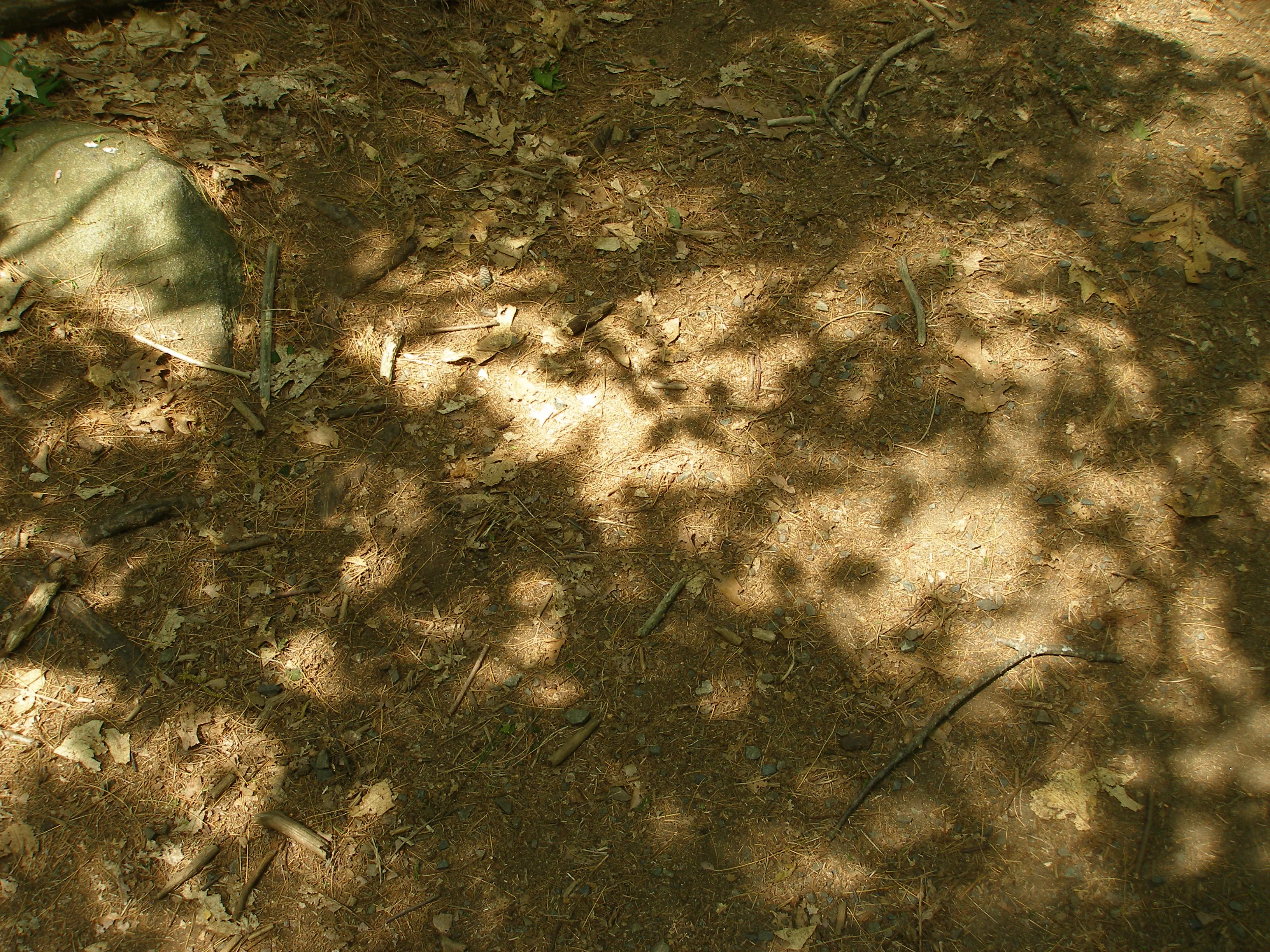 Path Shadows – Radiant Refuge