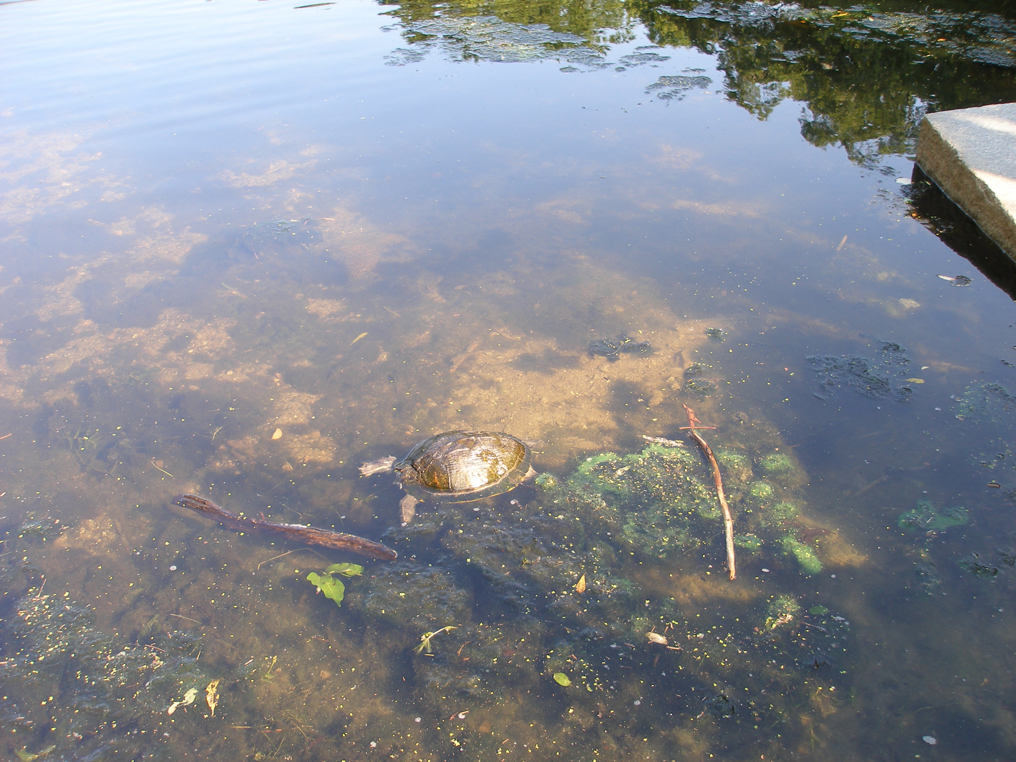 Turtle Encounters – Radiant Refuge